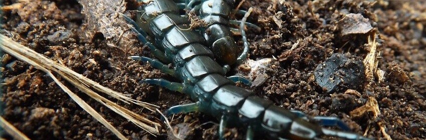 Los Quilópodos chilenos - Página web de chilochile