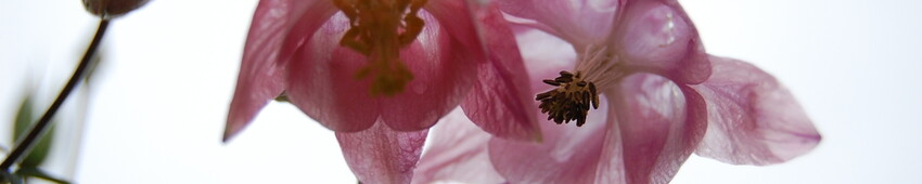 Über mich - ina-alexandras Jimdo-Page!